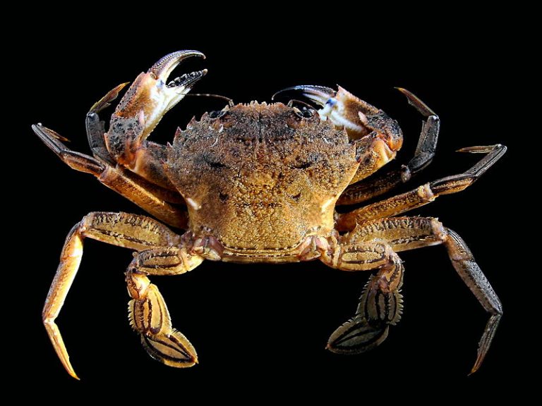 Crab | Common Science Space