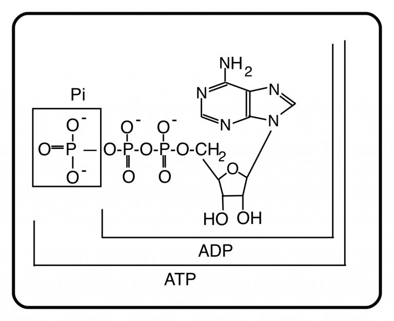 How DNP (dinitrophenol) kills you | Common Science Space