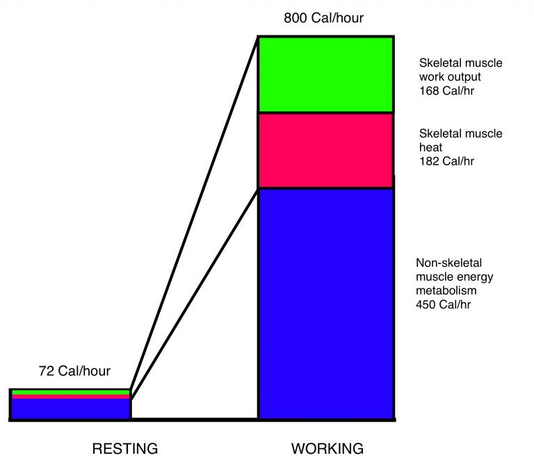 Human Energy: The Body in motion | Common Science Space