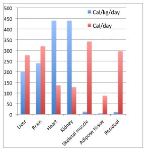 Human Energy: The Body at Rest | Common Science Space