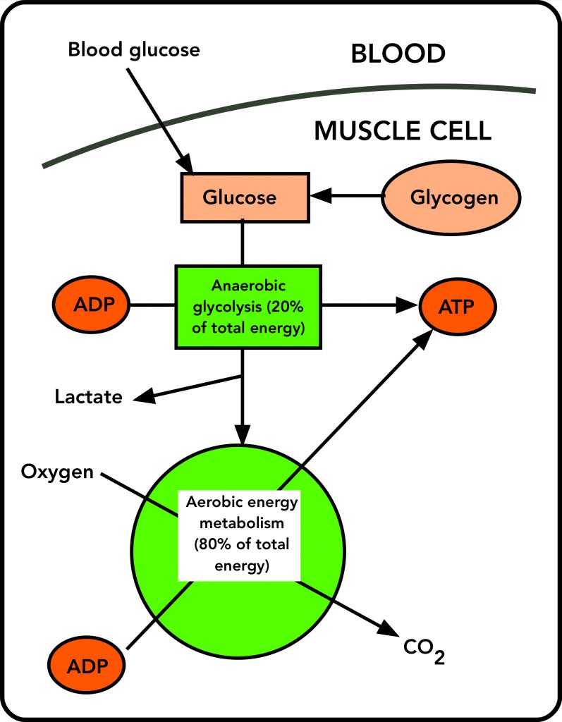 CHO metabolism | Common Science Space